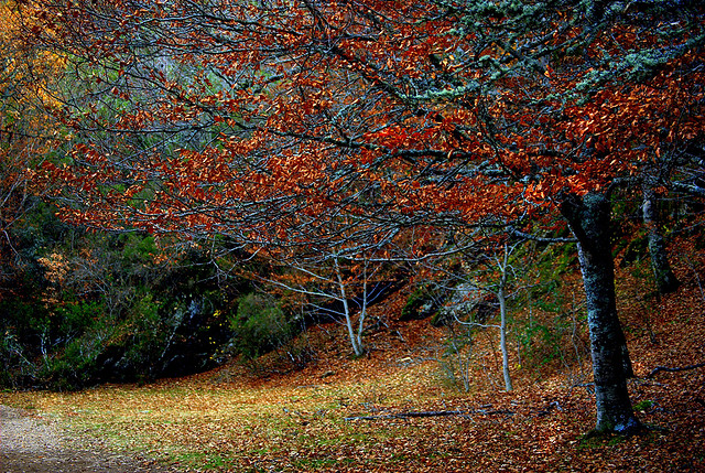 Los mejores hayedos de España en Otoño
