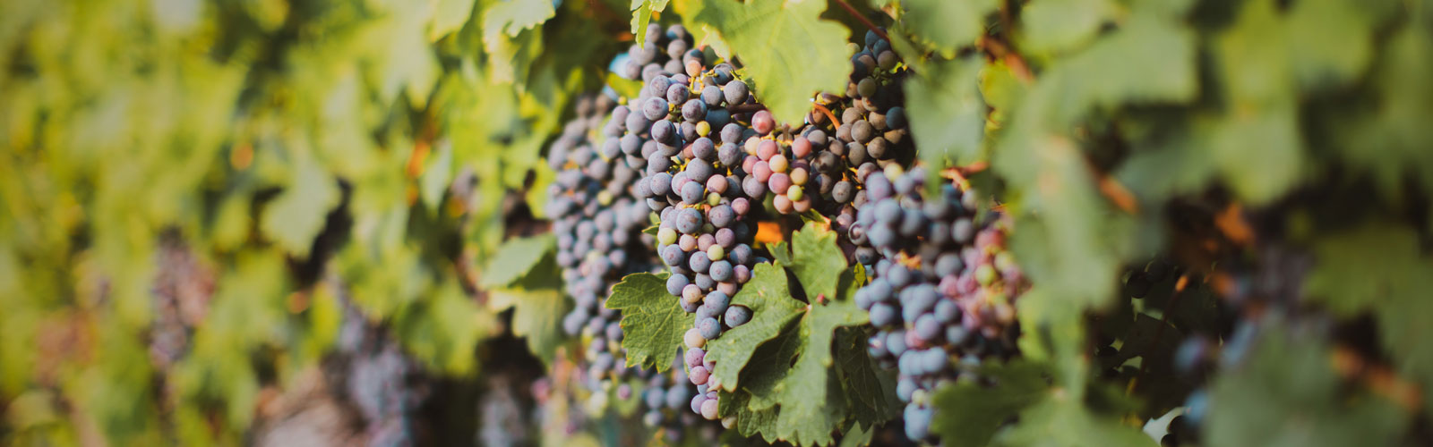 Paniza: un destino turístico ideal para los amantes del vino y la ...